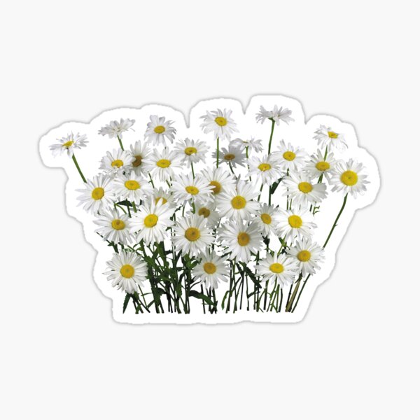 "Daises" Sticker by abigailclairej | Redbubble
