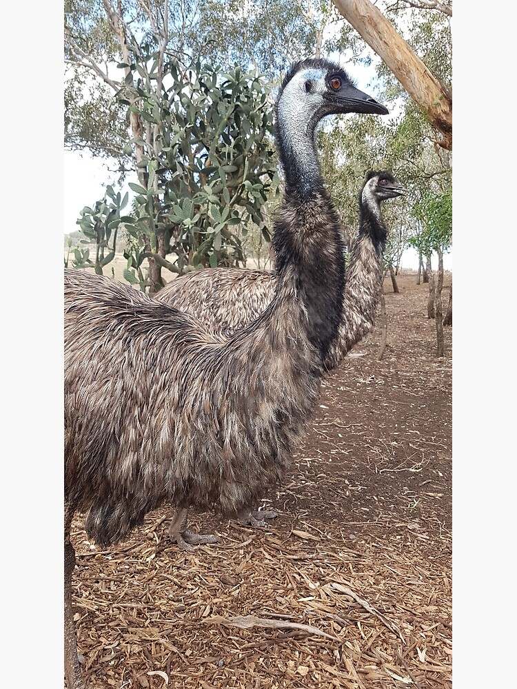 "Funky Australian Emu" Poster for Sale by oddest-ood | Redbubble