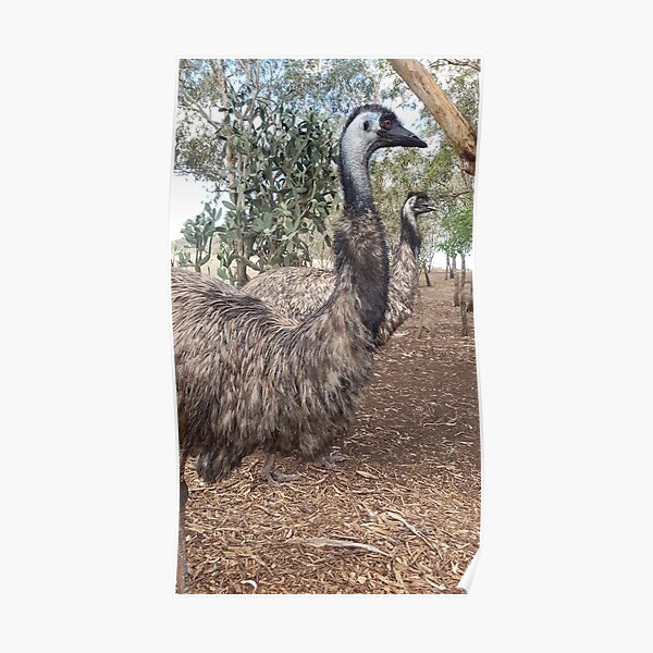 "Funky Australian Emu" Poster for Sale by oddest-ood | Redbubble