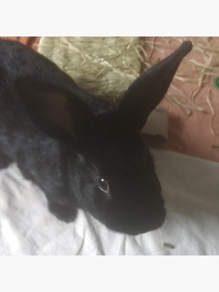 "Black cute baby bunny face" Photographic Print by JPNW | Redbubble