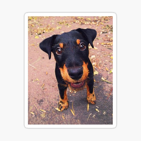 "Cute puppy inviting to play" Sticker for Sale by helenkaiy | Redbubble