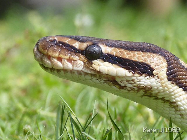 "Percy the Python" by KarenJI1962 | Redbubble