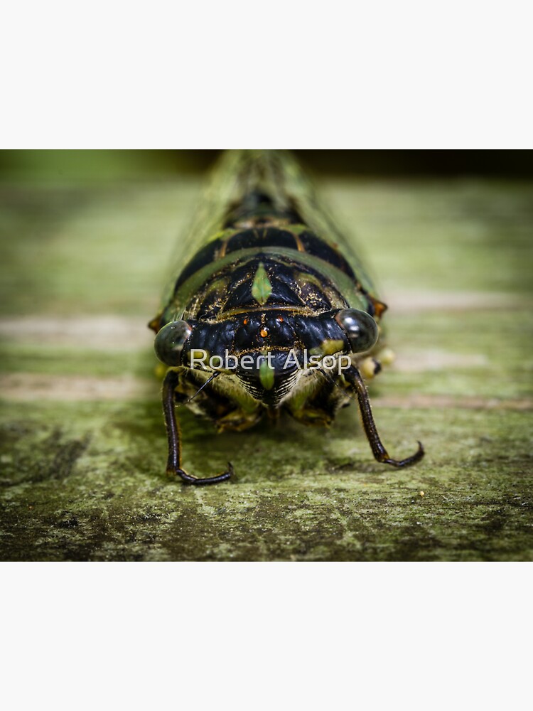 "Canadian Cicada " Sticker by RobertAlsop | Redbubble