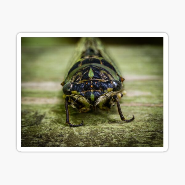 "Canadian Cicada " Sticker by RobertAlsop | Redbubble