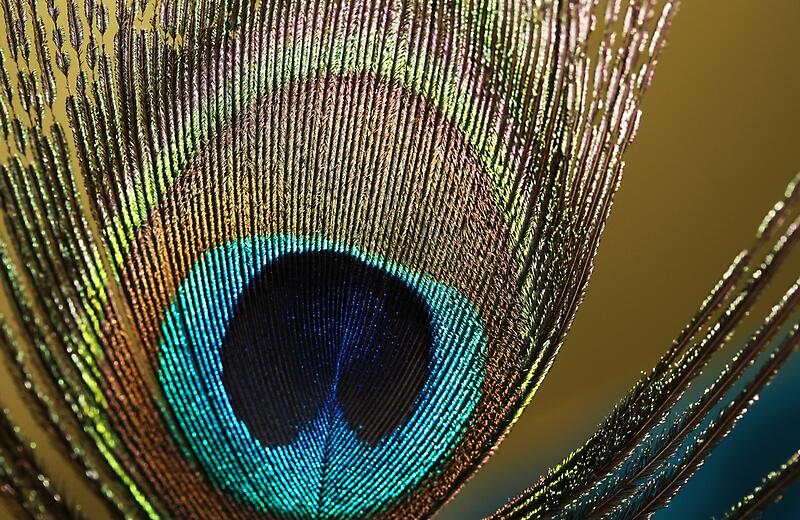 Peacock By Sharon Johnstone Redbubble