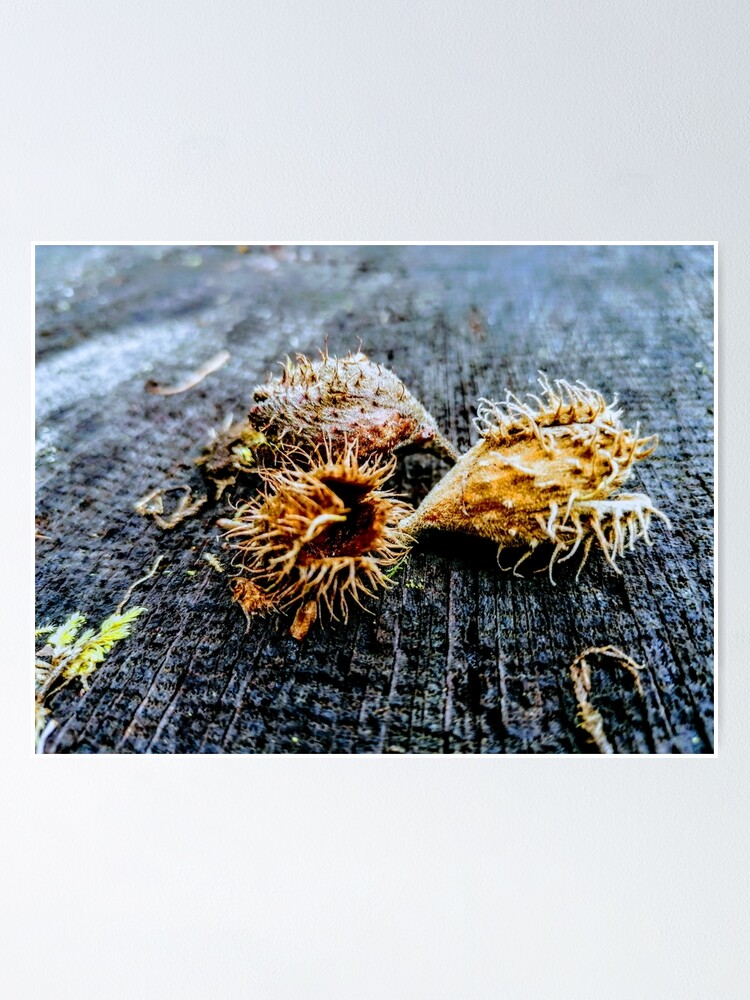 "Below The Beech Tree, Hairy Beech Nut Shell Husks" Poster for Sale by ...