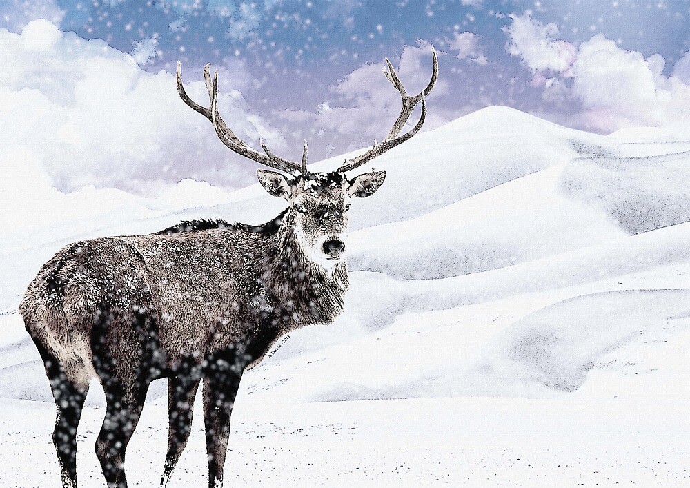 "Winter Stag - A Reindeer" by Abie Davis | Redbubble