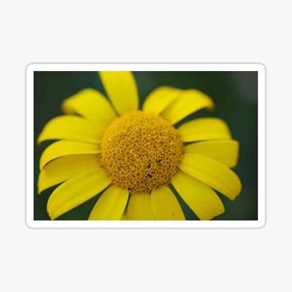 "Yellow flower" Sticker for Sale by hilton26 | Redbubble