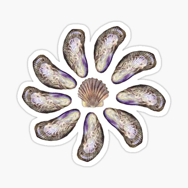 "Circle of Shells (mussels and scallop)" Sticker by edenart | Redbubble