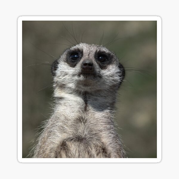 "Meerkat" Sticker for Sale by Yampimon | Redbubble