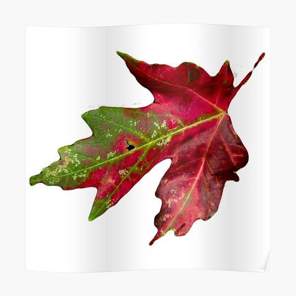 "Fall Leaf" Poster for Sale by designingjudy | Redbubble