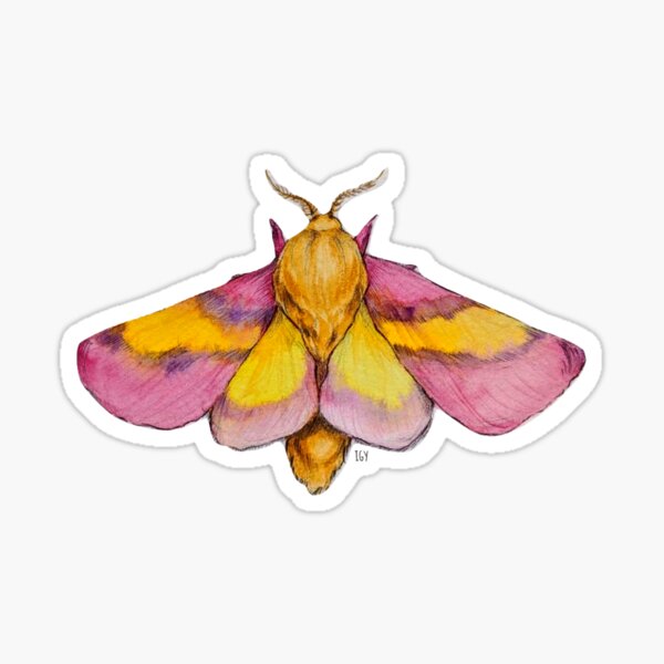 "Rosy Maple Moth" Sticker for Sale by IGYdesigns | Redbubble