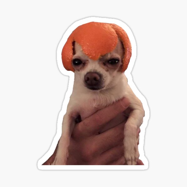 "dog with orange hat" Sticker for Sale by shelbylickliter | Redbubble