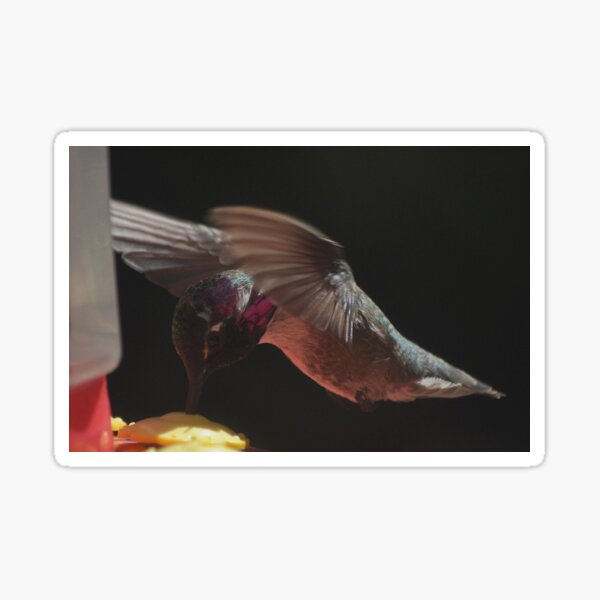"HUMMINGBRID MALE ANNA'S SIPPING THE NECTAR" Sticker by JAYMILO | Redbubble