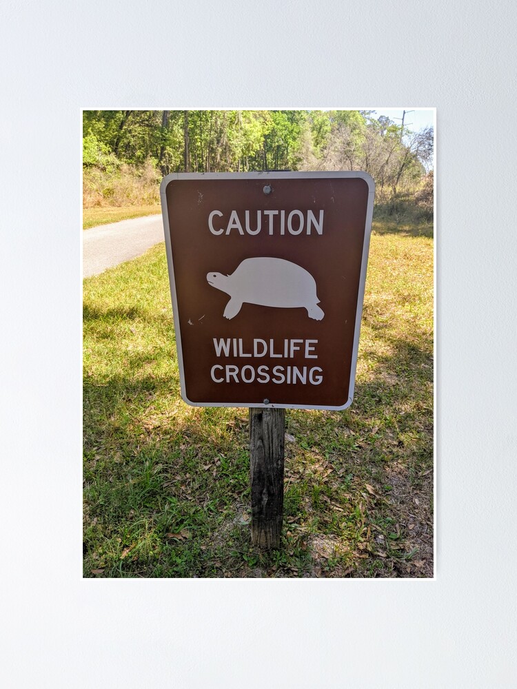 "Tortoise Turtle Sign in Florida - Caution Wildlife Crossing" Poster ...
