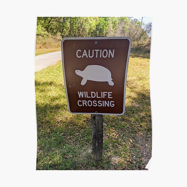 "Tortoise Turtle Sign in Florida - Caution Wildlife Crossing" Poster ...