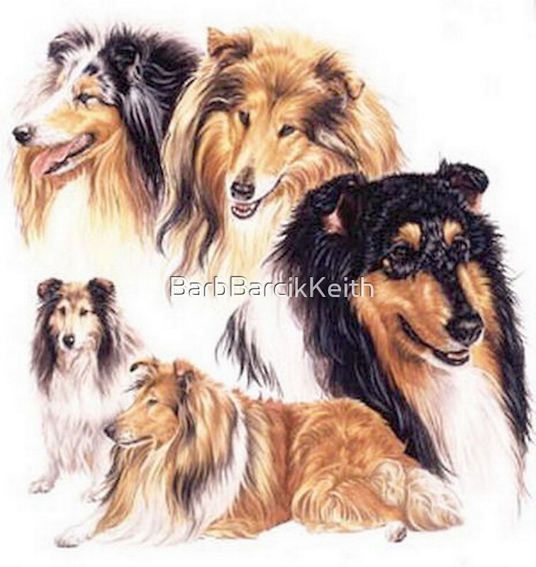 « Collie Montage » par BarbBarcikKeith | Redbubble