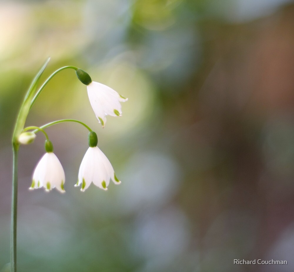 Morning Snowflakes “" by Richard Couchman | Redbubble