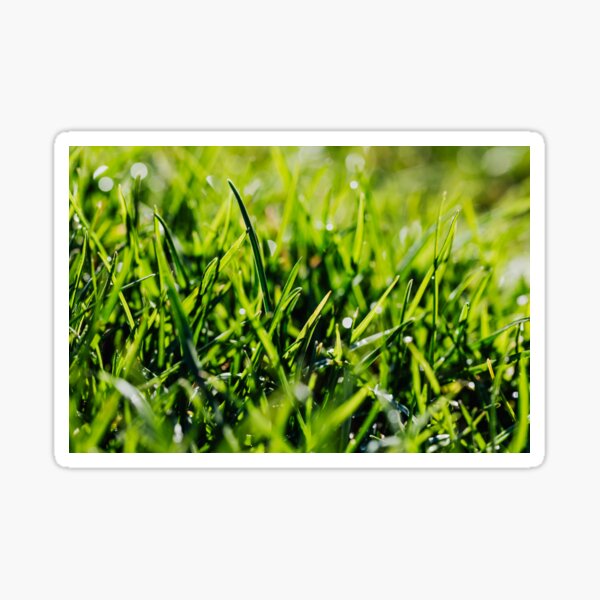 "Fresh Green Grass" Sticker by shchedrina | Redbubble