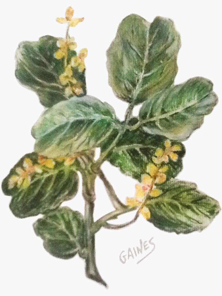 "Almug Tree, pastel drawing" Sticker by Shininglight14 | Redbubble