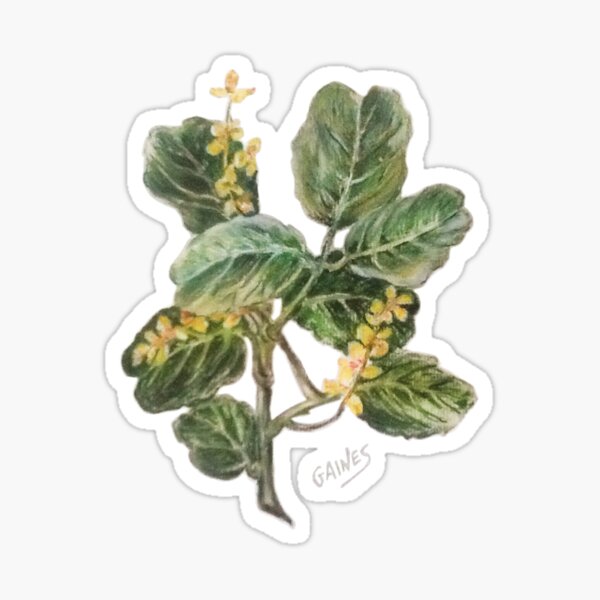 "Almug Tree, pastel drawing" Sticker by Shininglight14 | Redbubble