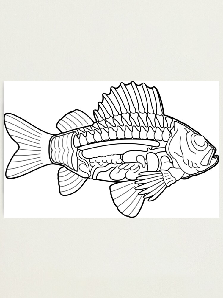 "Fish Anatomy Ichthyology Line Drawing" Photographic Print for Sale by ...
