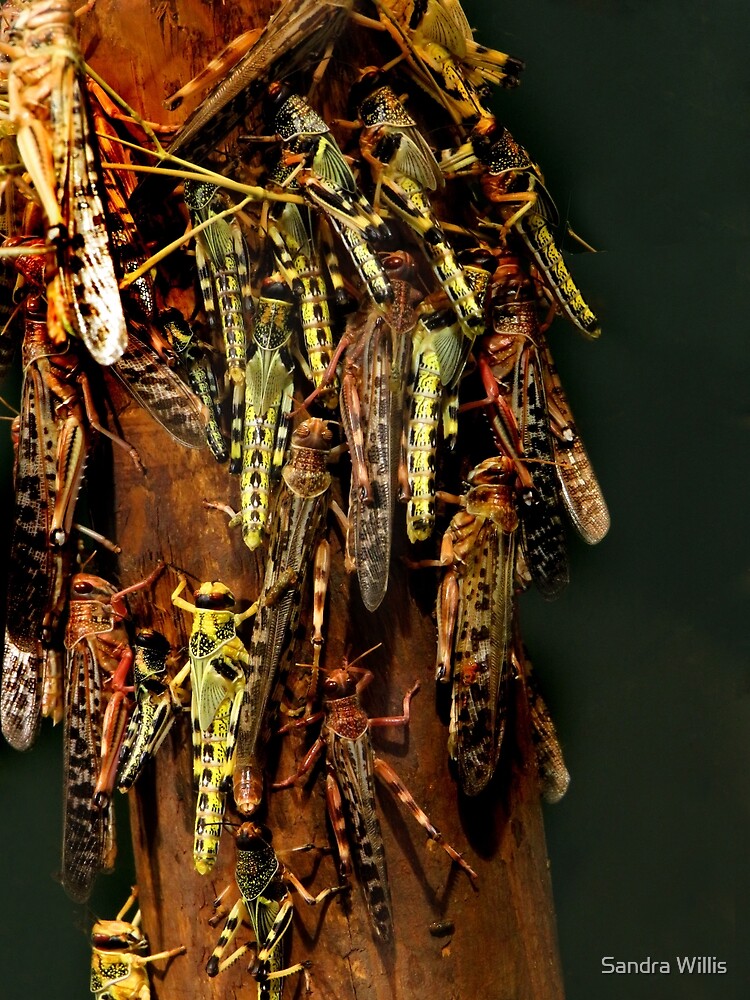 Poster for Sale avec l'œuvre « Point de rencontre acridien » de l ...