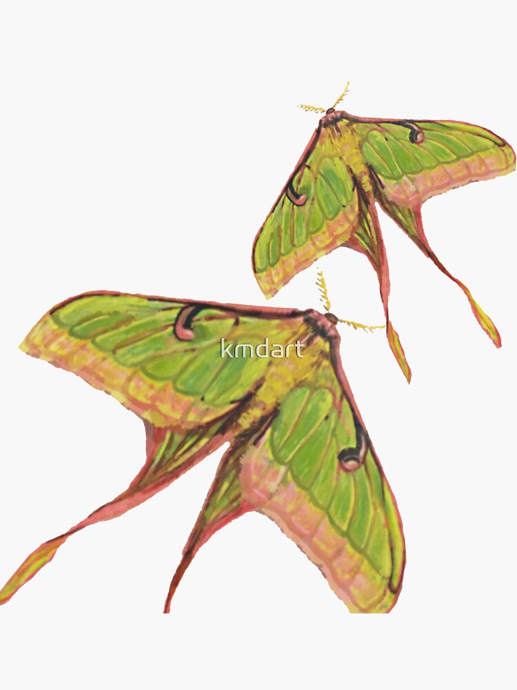 "Dance of the Moon Moth Hybrids painting" Sticker by kmdart | Redbubble