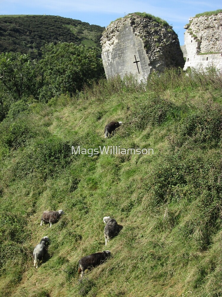 "Herdwick Sheep, Corfe Castle, Dorset, England" by MagsWilliamson ...