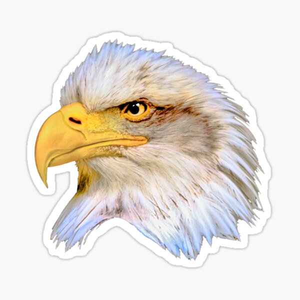 "Bald Eagle Head" Sticker for Sale by Dalyn | Redbubble