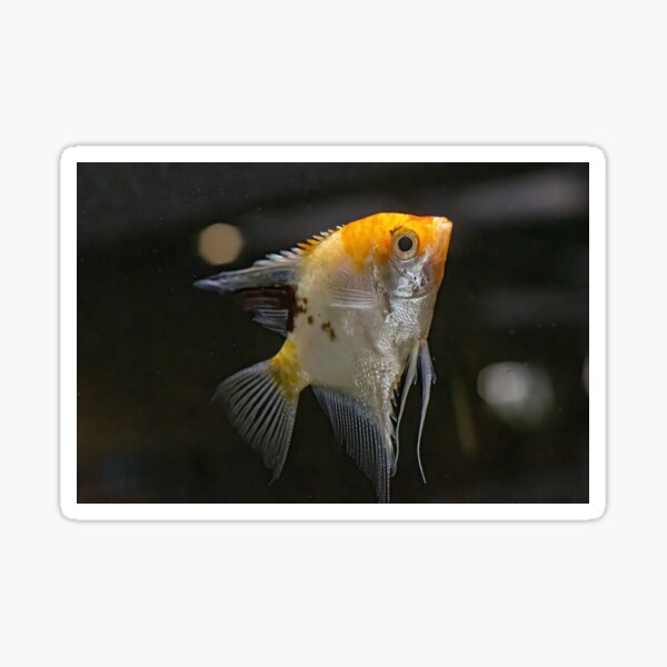 "Angelfish (Pterophyllum scalare), also known as the freshwater ...