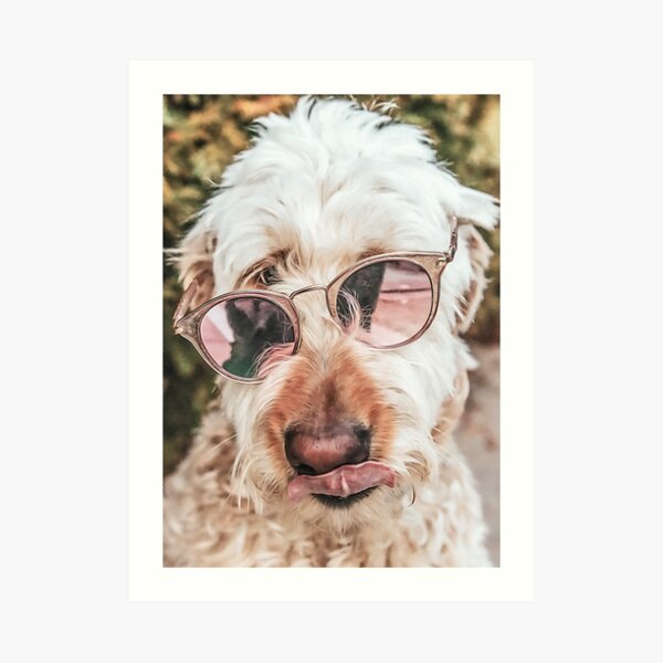 "Poodle With Glasses Oil Painting - Its A Superdog!" Art Print by ...