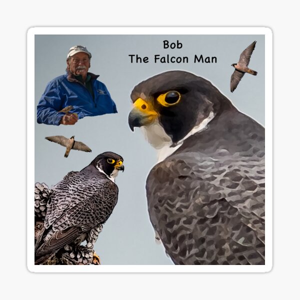 "Bob, The Falcon Man" Sticker by oliviasphotos | Redbubble