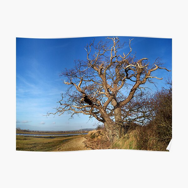 "Old Gnarled Tree of Prominence" Poster by hootonles | Redbubble