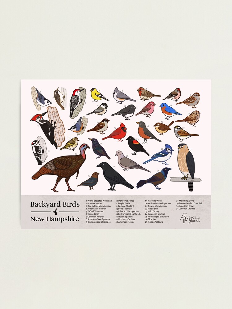 Nh Birds Identification Back To New Hampshire For Birds Jim Block