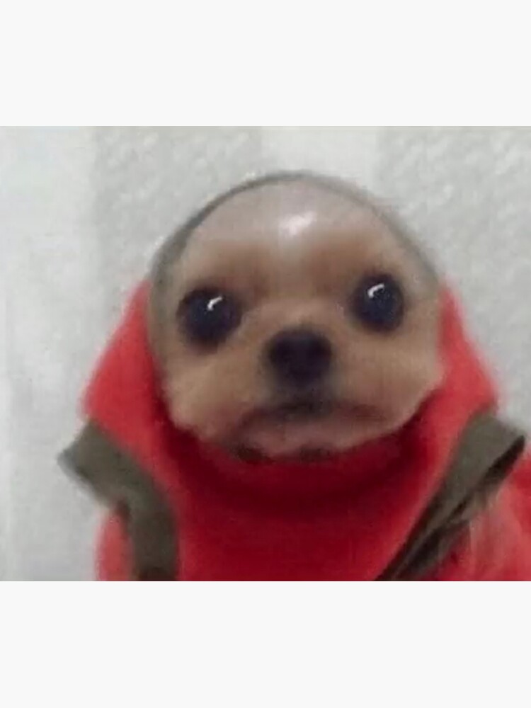 "scared dog" Sticker for Sale by lsindhi21 | Redbubble