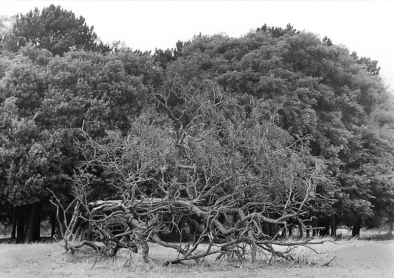 "Phoenix Park, Dublin - Fallen Tree" by Dave Kennedy | Redbubble