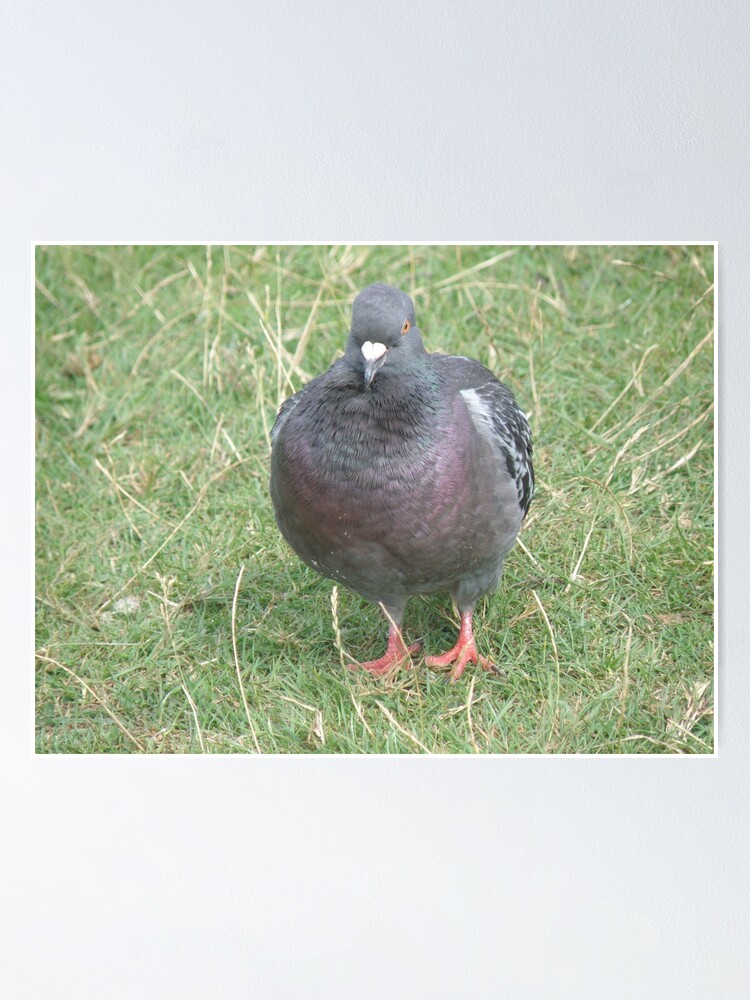 "Pretty Feral Pigeon with Iridescent Feathers Phtoograph" Poster for ...