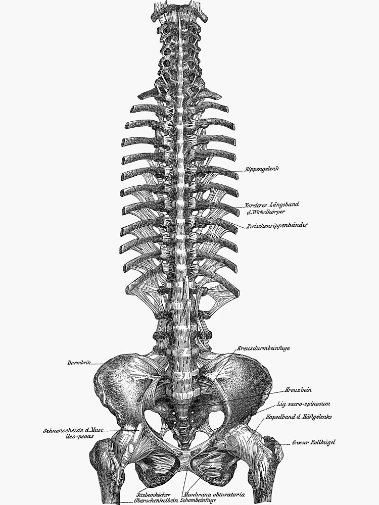 "Human Spine and Pelvis - Simple Diagram - Vintage Anatomy 2" Sticker ...
