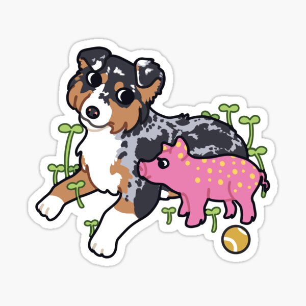 "Australian Shepherd blue Merle with pig" Sticker by IvyFox1 | Redbubble