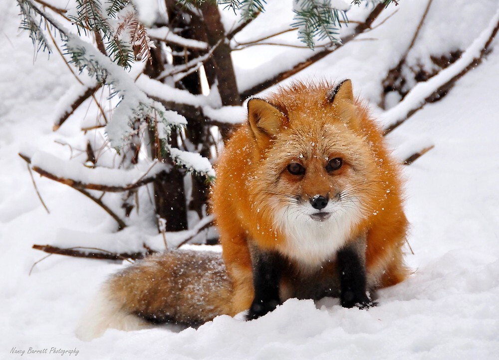 "Foxy Face" by Nancy Barrett | Redbubble