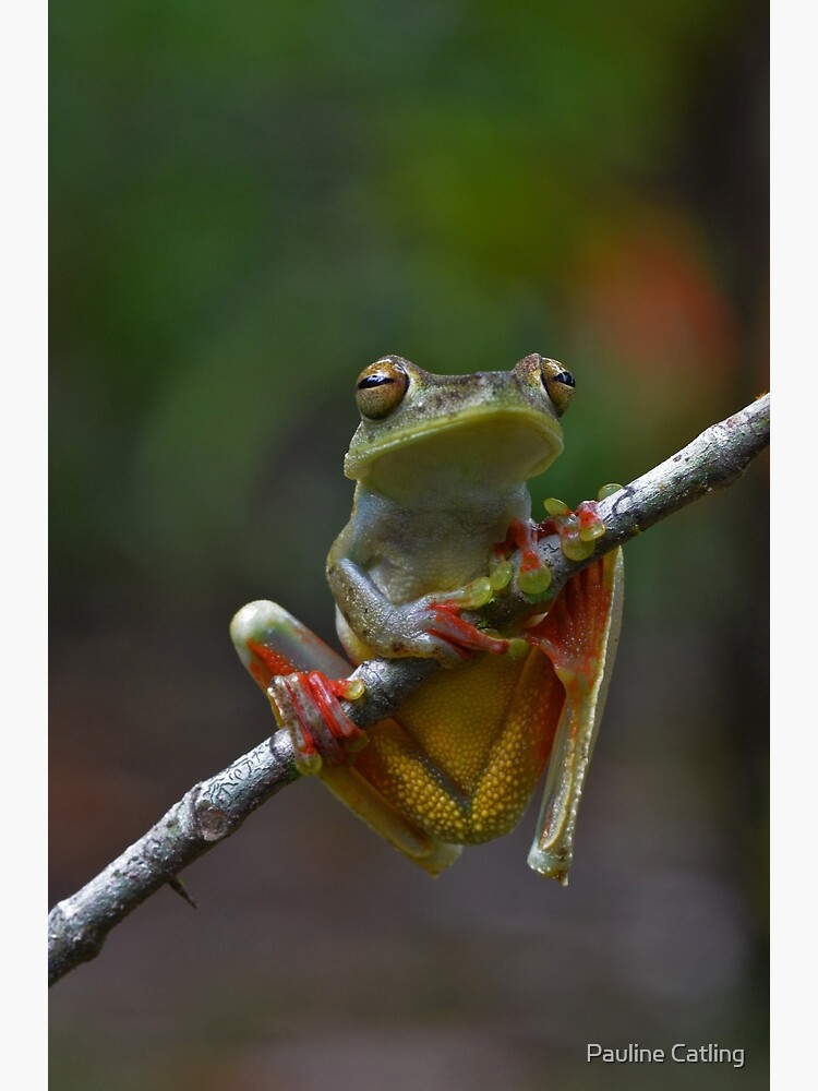 "Scarlet-webbed Tree Frog (Hyla rufitela)" Poster by pcatling | Redbubble