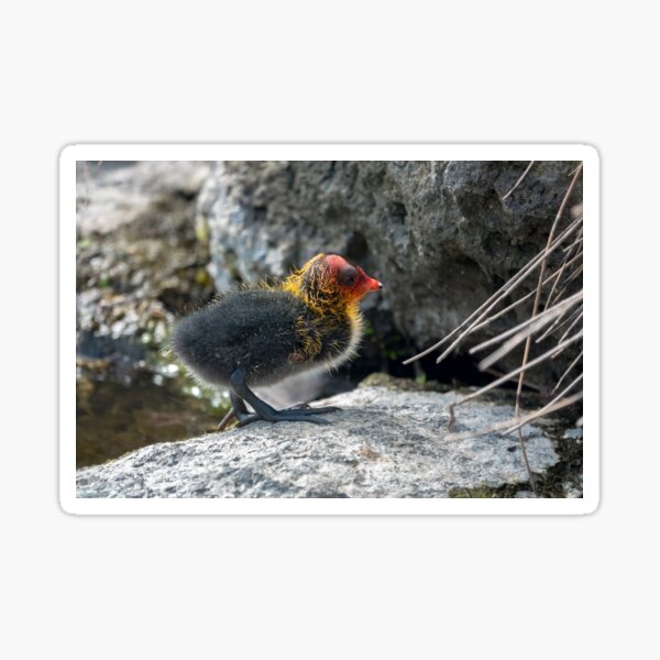 "Common Australian coot chicken" Sticker by yurix | Redbubble