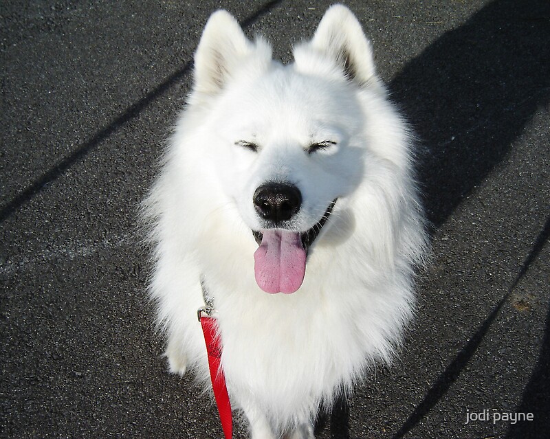 "That Sammy Smile" by jodi payne | Redbubble