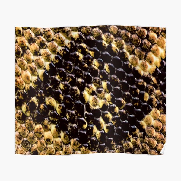 "Cobra" Poster for Sale by Teniche | Redbubble