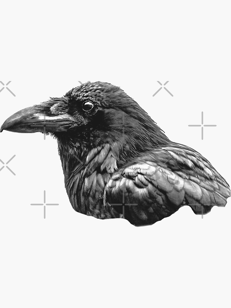 "Raven Head" Sticker for Sale by Dalyn | Redbubble