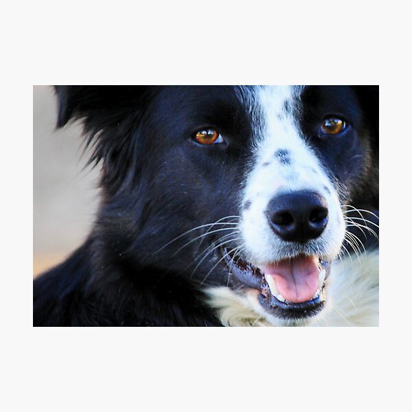 Skaap Gifts & Merchandise | Redbubble