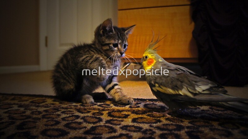 "Kitten Meets Cockatiel" by meltedxpopsicle | Redbubble