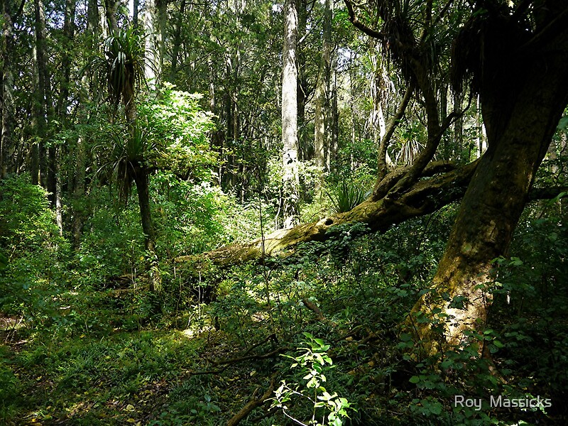 "New Zealand Native Forest............." by Roy Massicks | Redbubble
