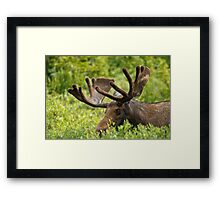 "Bullwinkle" by John De Bord Photography | Redbubble